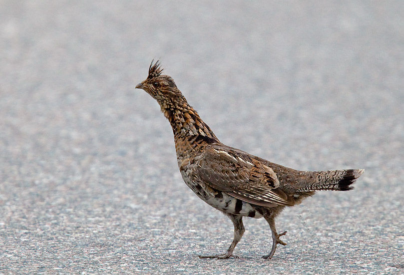 Upland Game Bird Hunting in California: Sooty and Ruffed Grouse
