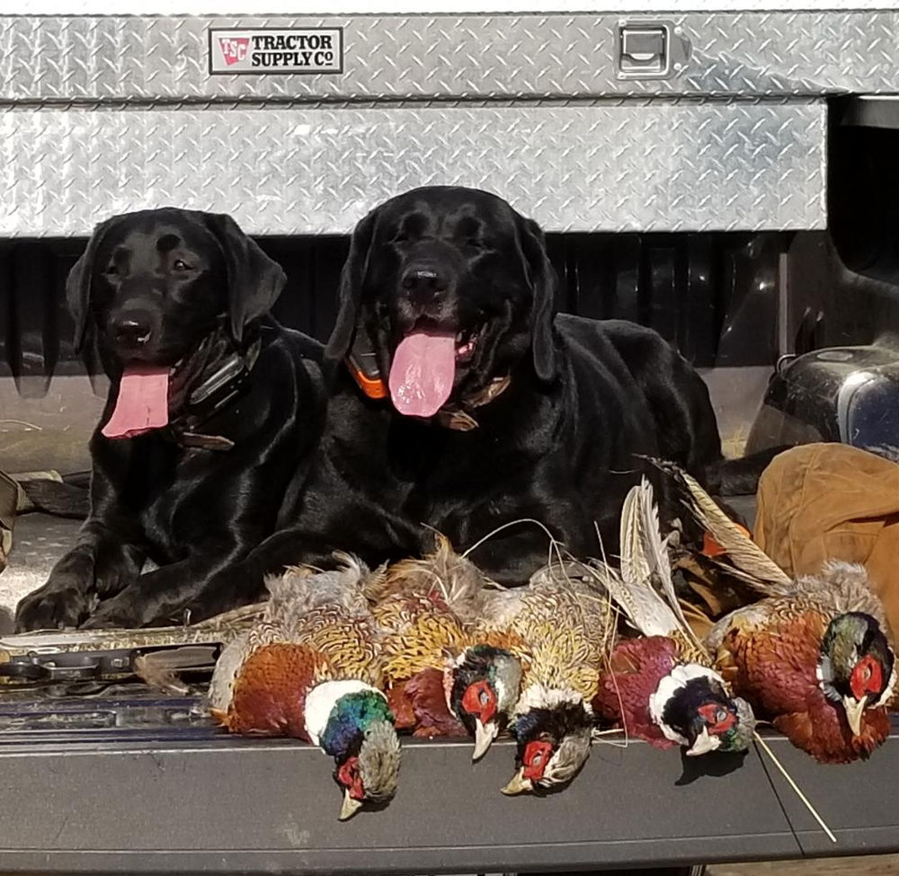 Upland Game Bird Hunting in California: Pheasants