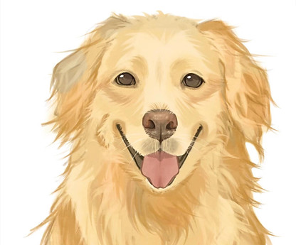 Fluff and Buff | Pet grooming studio | Auckland, New Zealand