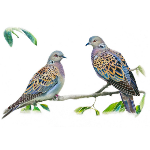 Two Turtle Doves: Limited Edition Print | Ruth's Portraits
