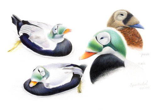 Spectacled Eiders: Original Drawing | Ruth's Portraits