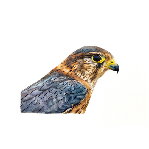 Merlin II Limited Edition Print | Ruth's Portraits