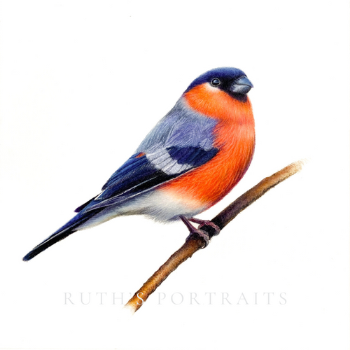 Bullfinch Art Print (Limited Edition) | Ruth's Portraits
