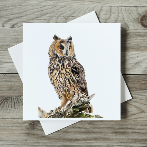 Long-Eared Owl: Individual Greetings Card | Ruth's Portraits