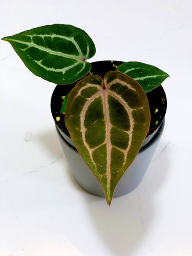 Anthurium Doc Block 'Michelle' | Plant The Jungle