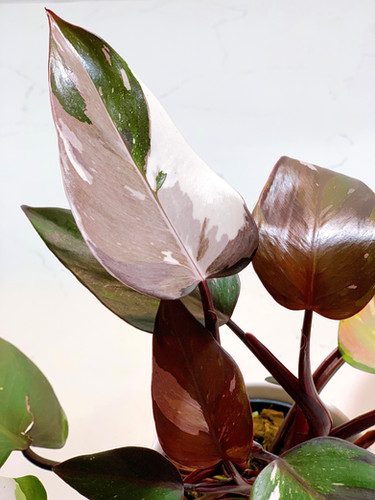 Philodendron 'Red Anderson' | Plant The Jungle