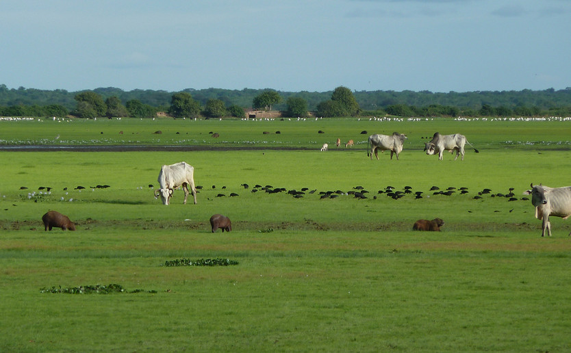 Llanos -Grasslands | hotdestinationstours