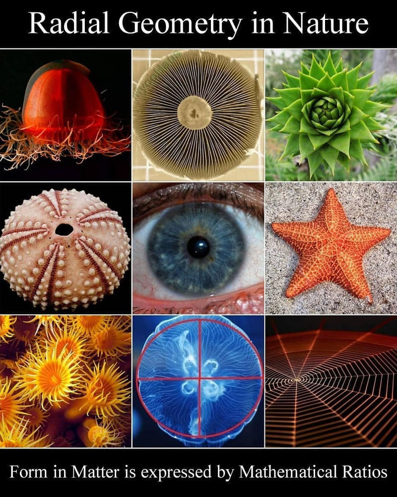 Examples of Radial (or Rotational) Movement creating symmetry of life