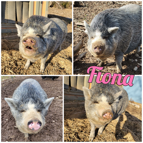 ADOPT A PIG | pigsburgh-squealers