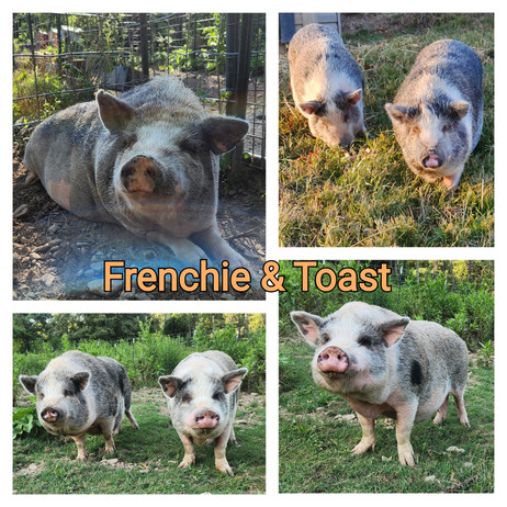 ADOPT A PIG | pigsburgh-squealers