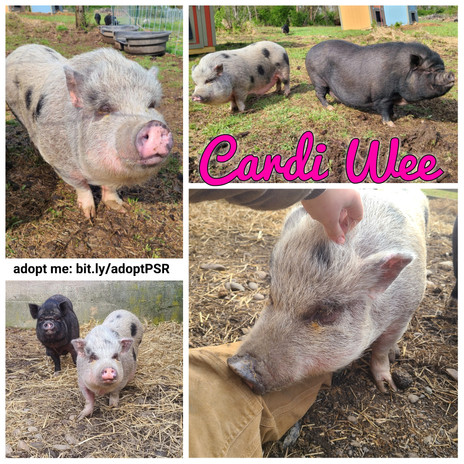 ADOPT A PIG | pigsburgh-squealers