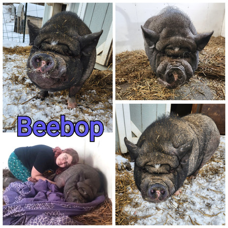 ADOPT A PIG | pigsburgh-squealers