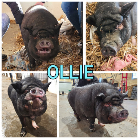 ADOPT A PIG | pigsburgh-squealers