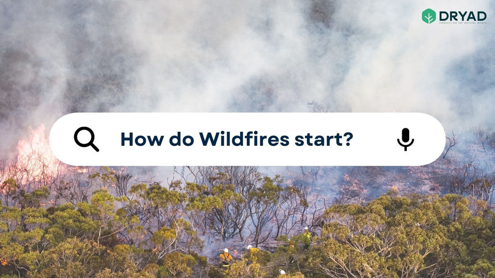 How Do Wildfires Start? | Dryad Networks