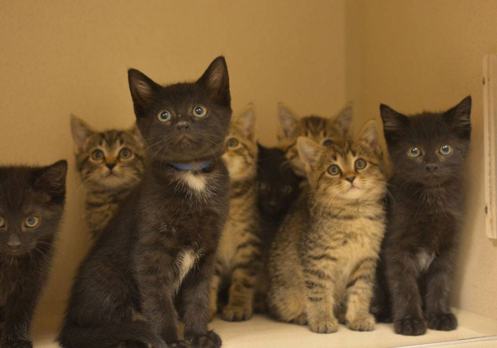 Ten Tiny Kittens from Tennessee…