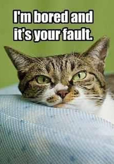 6 signs your cat is bored