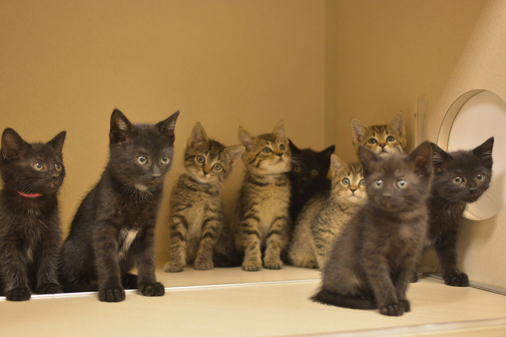 Ten Tiny Kittens from Tennessee…