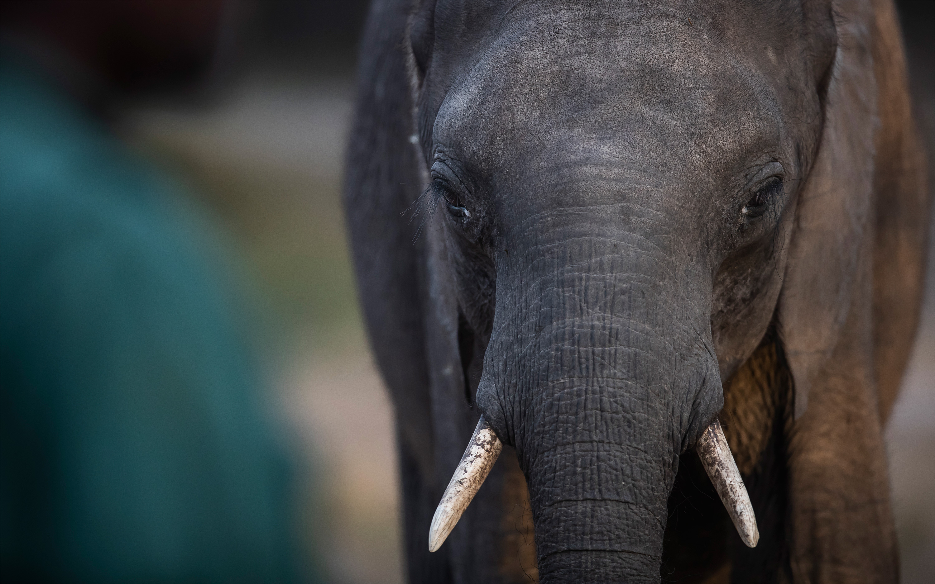 Wildlife conservation NGO | Game Rangers International l | Zambia