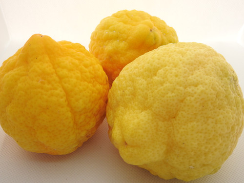 Bush Lemons | Marine Greens