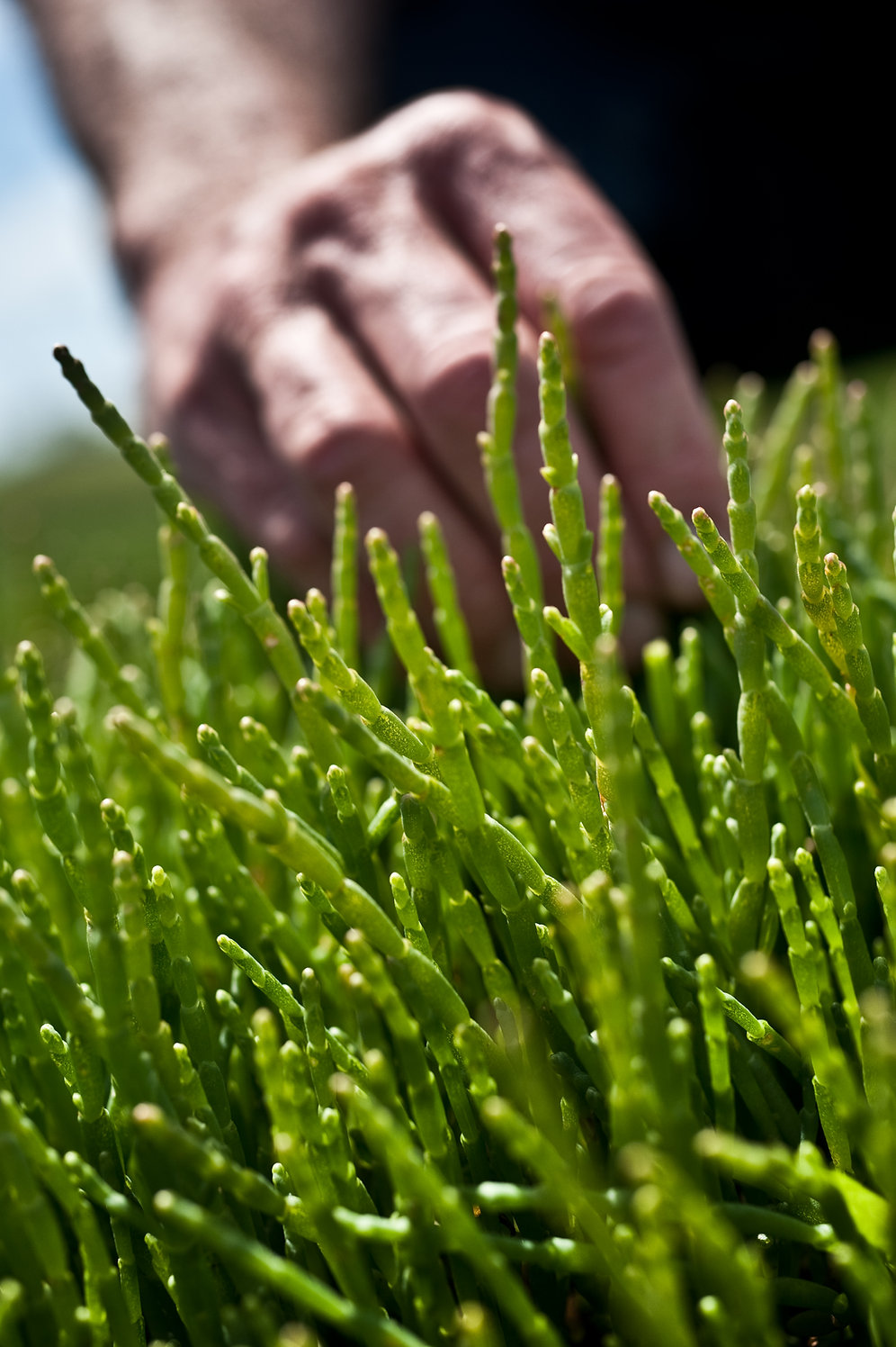 Samphire - fresh naturally grown in marine environment | Marine Greens