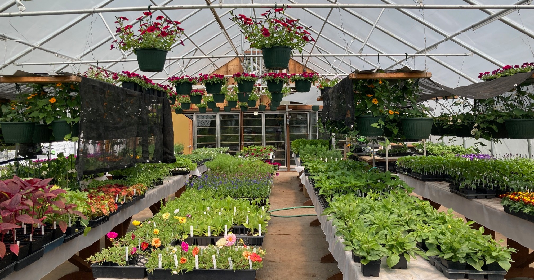 "Spring Greens" Farm Box Available