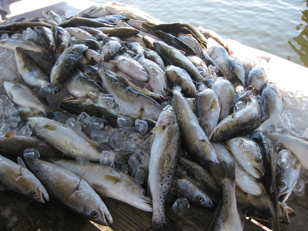 Inshore Fishing Charters | No Slack Fishing Charters | United States