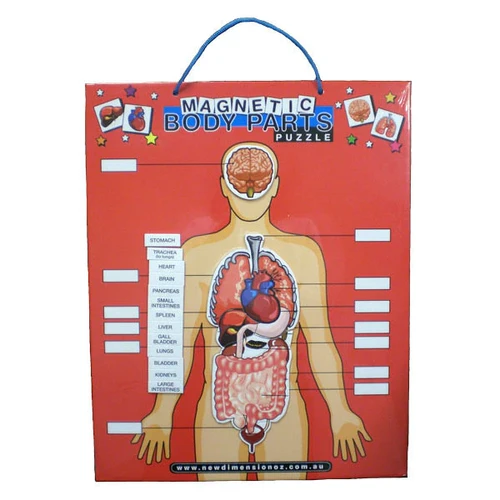 Magnetic Body Parts Chart | TEW