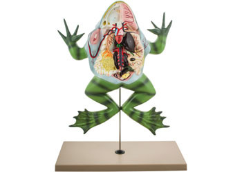 Frog Dissection Model | TEW