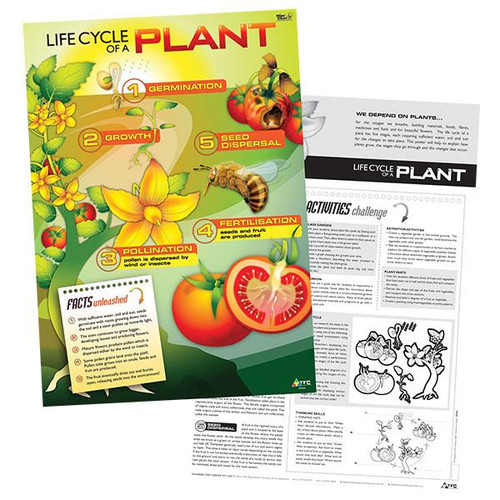 Life Cycle of a Plant Poster | TEW