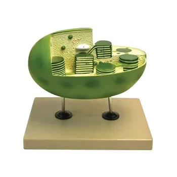 Plant Chloroplast Model | TEW