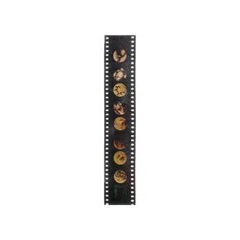 Bio Viewer Slide Set Harmful Bacteria | TEW