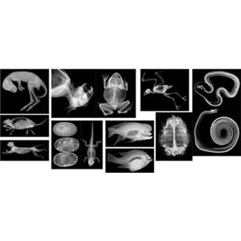 Animal X-Rays - 14 Images & Matching Picture Cards | TEW