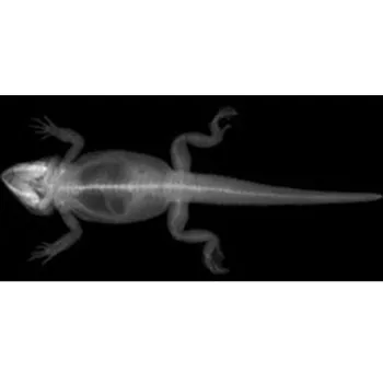 Animal X-Rays - 14 Images & Matching Picture Cards | TEW