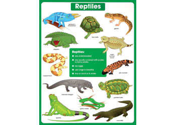 Reptiles Poster | TEW