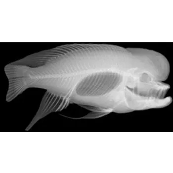 Animal X-Rays - 14 Images & Matching Picture Cards | TEW