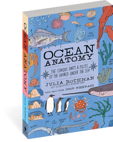 Ocean Anatomy by Julia Rothman | TEW