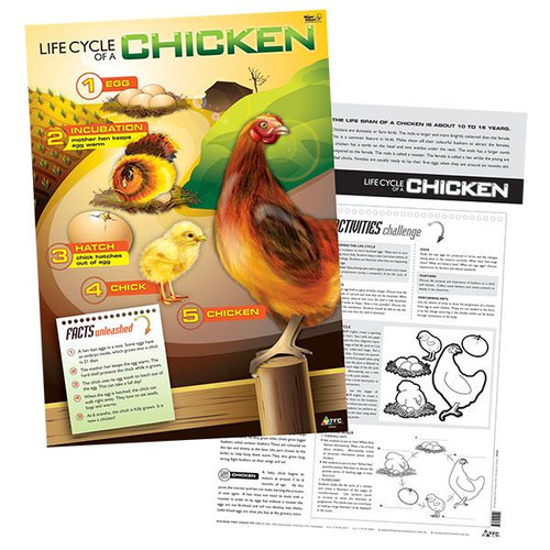 Life Cycle of a Chicken Poster | TEW