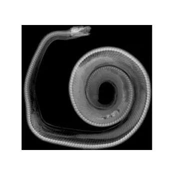 Animal X-Rays - 14 Images & Matching Picture Cards | TEW