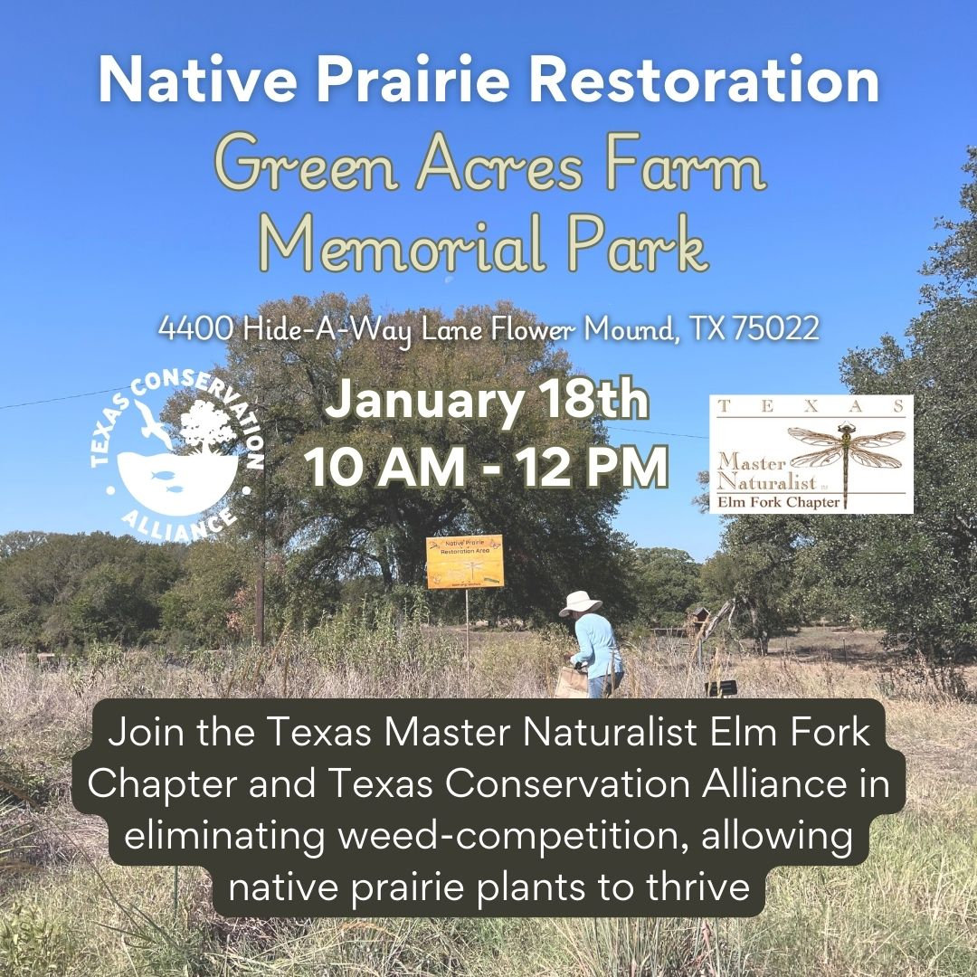 Native Prairie Restoration at Green Acres Farm Memorial Park | Tcatexas