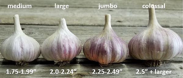 Seed Garlic | Jerry's Garden