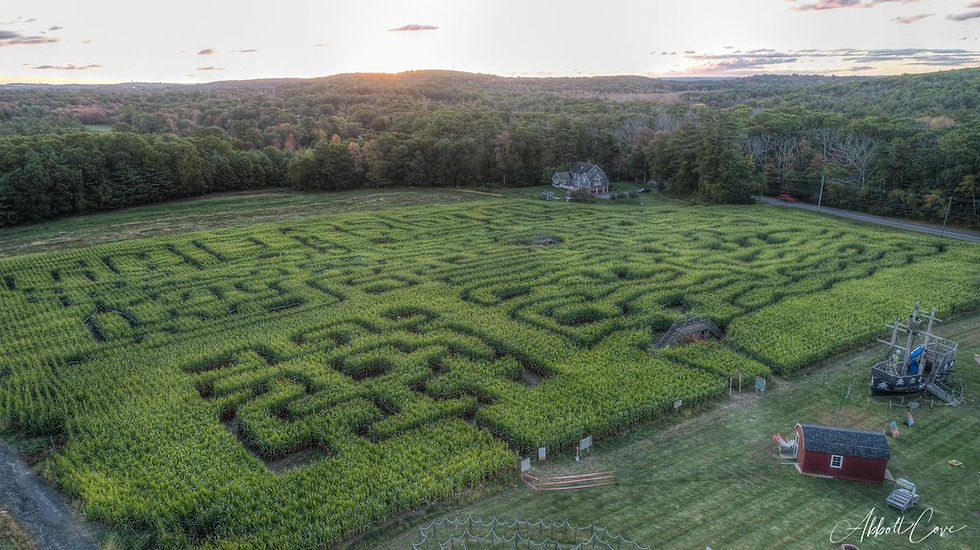 Corn Maze | Marini Farm I Ipswich, MA
