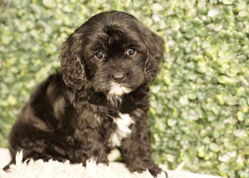 black toy cavapoo puppies