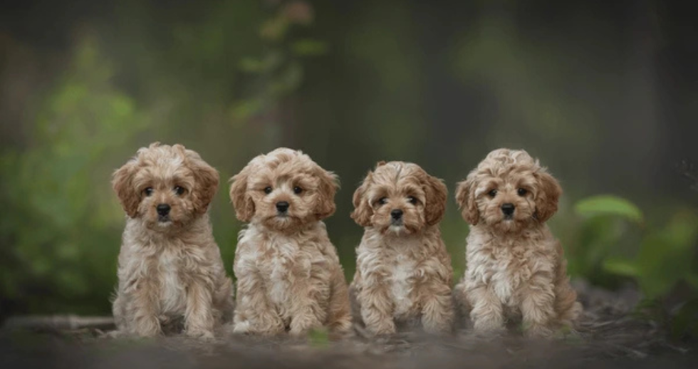 Cavapoo Puppies | Blessed Little Pups