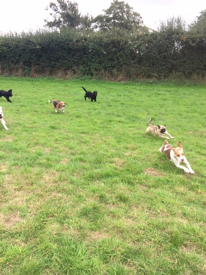 Home | happypawspetcare