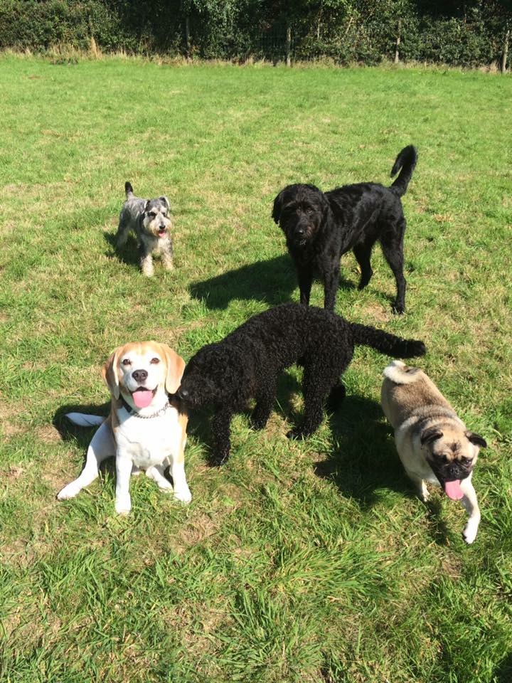 Home | happypawspetcare