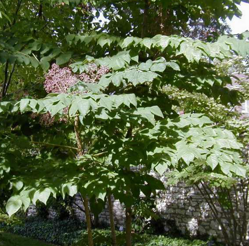 Devil's Walking Stick - Aralia spinosa | CampCreekNativePlant