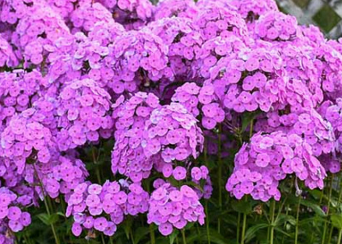 Phlox 'Fashionably Early Flamingo' - Phlox paniculata | US Native ...