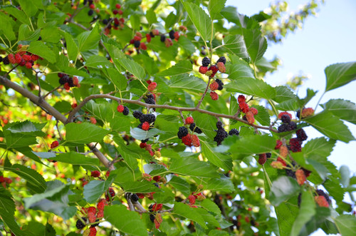 Morus rubra- Red Mulberry | US Native Plants | Buy Now