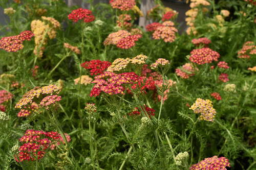Yarrow 'Desert Eve Deep Rose' - Achillea millefolium | US Native Plants ...