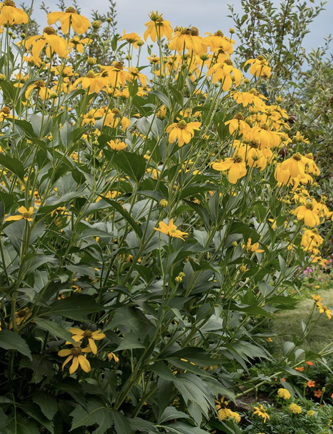 Cutleaf Coneflower - Rudbeckia laciniata | CampCreekNativePlant